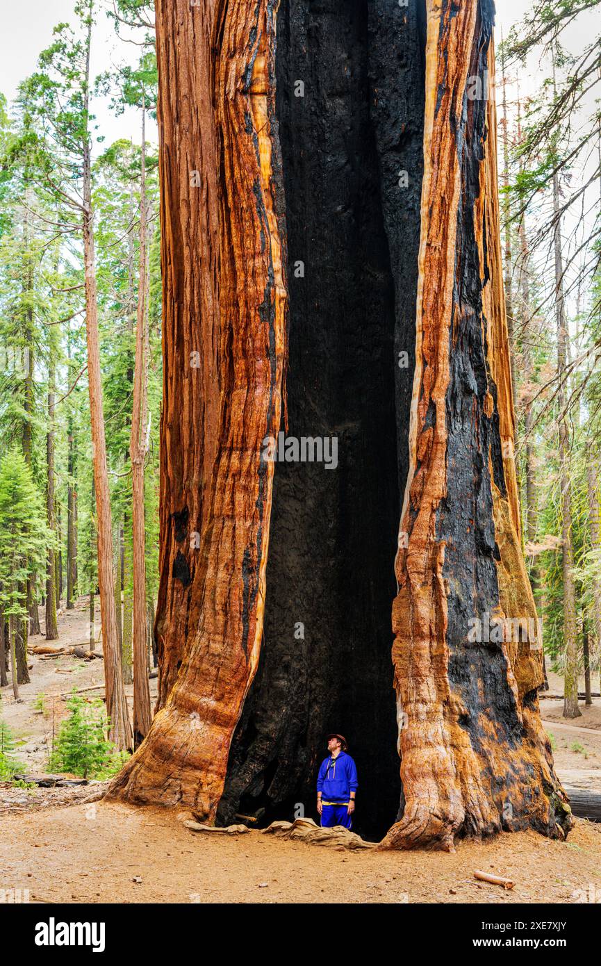 Park visitors; Giant Sequoia trees; Sequoia National Park; California ...