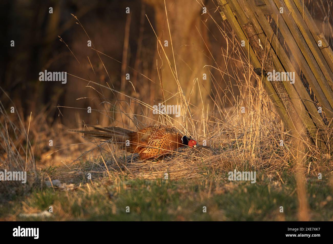 Common pheasant during spring mating. Male of pheasant on the meadow Stock Photo - Alamy