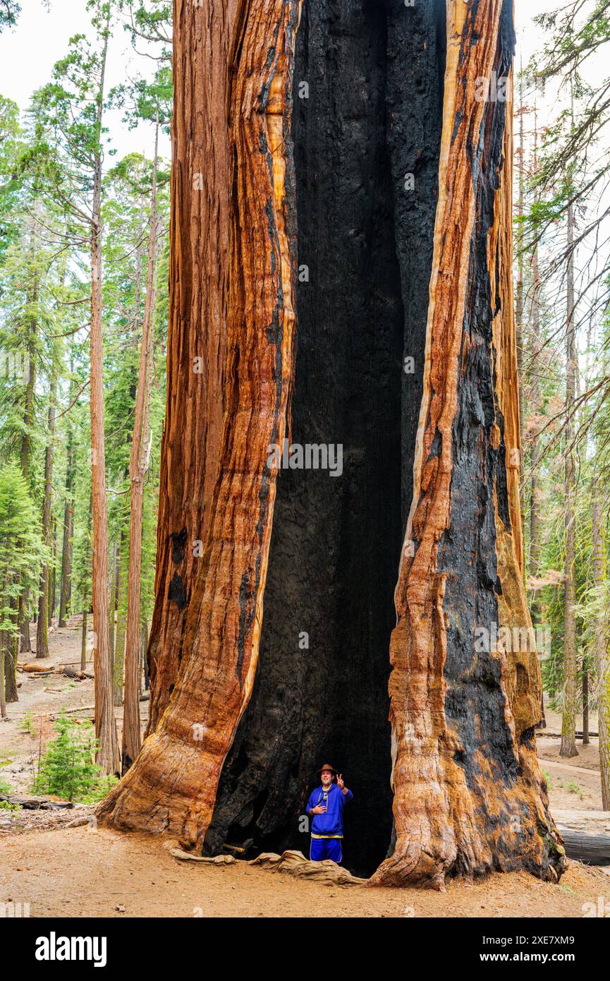 Park visitors; Giant Sequoia trees; Sequoia National Park; California; USA Stock Photo - Alamy