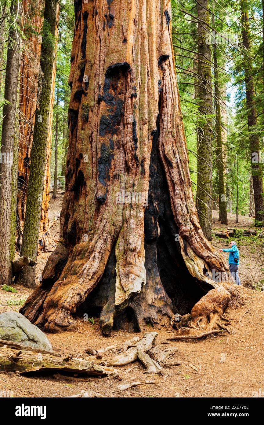 Park visitor inspects fire scarred trunk of Giant Sequoia tree; Sequoia ...