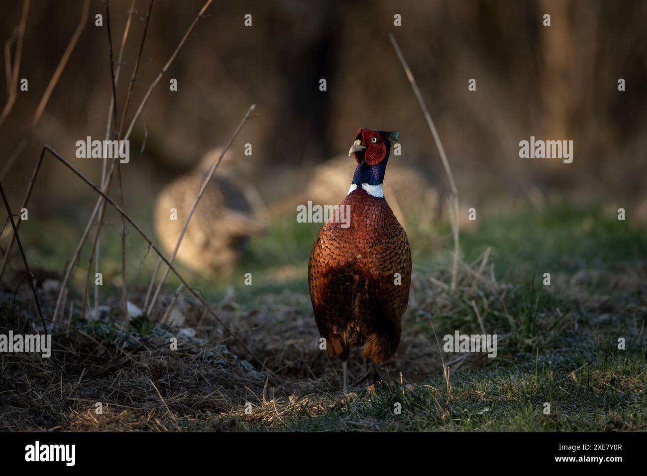Common pheasant during spring mating. Male of pheasant on the meadow ...