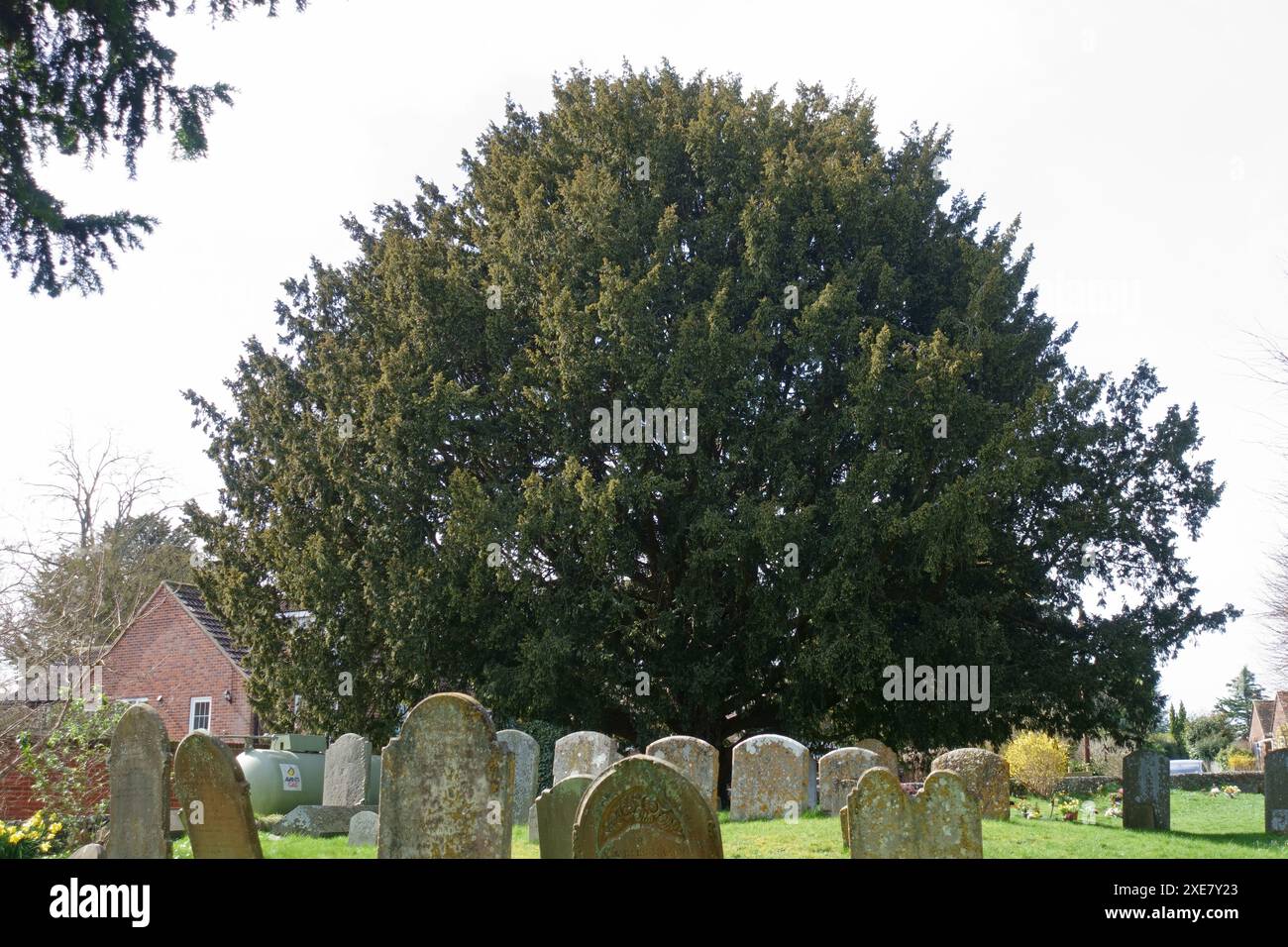 Yew tree (Taxus baccata) in a country churchyard among gravestones on a ...