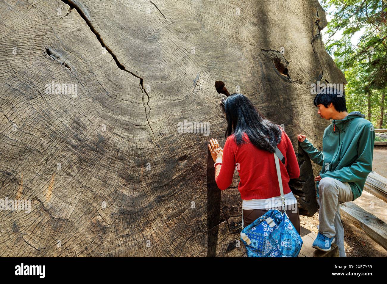 Visitors inspect a 2010 year old cross section of a fallen Giant ...