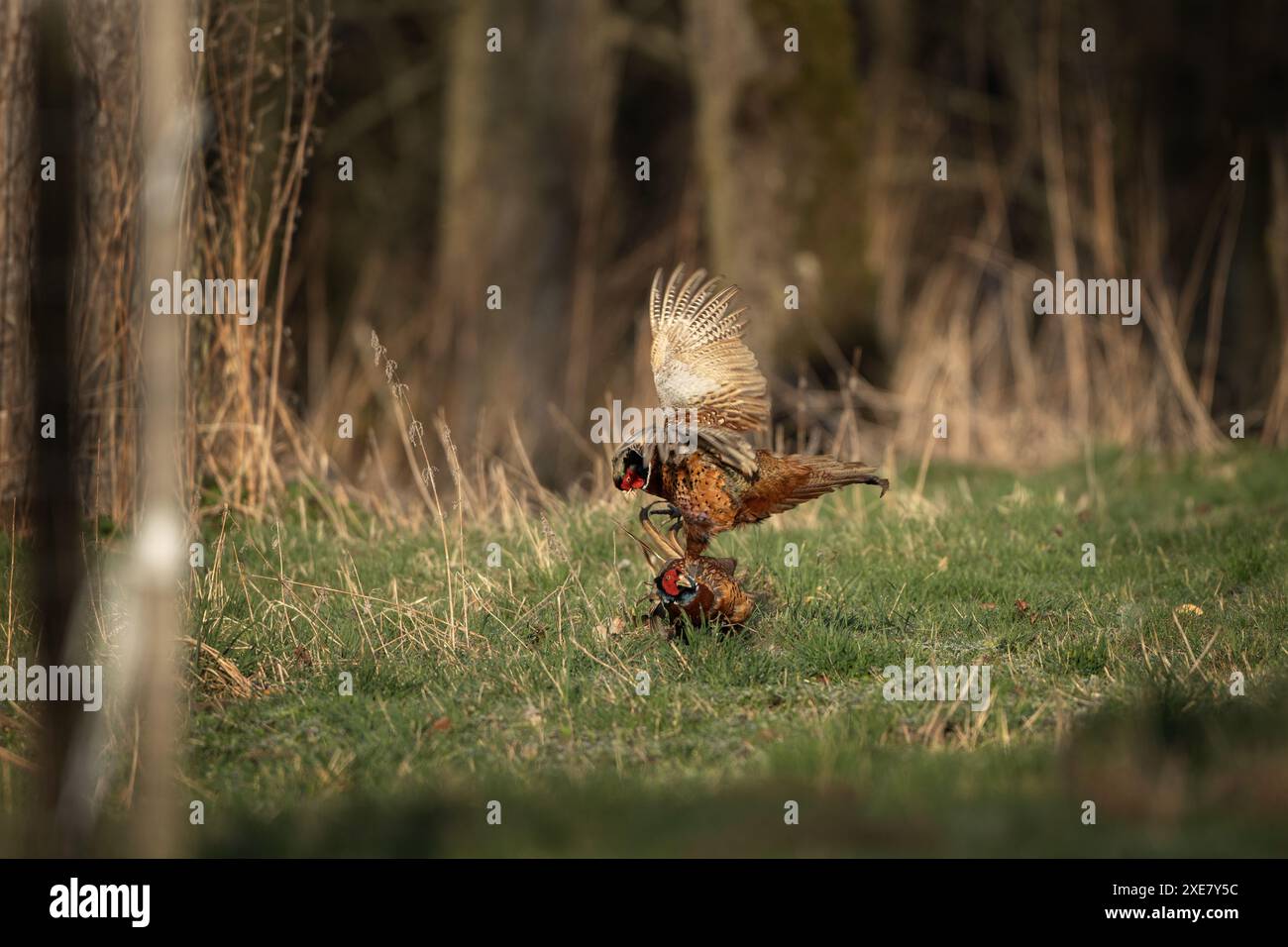 Common pheasant during spring mating. Male of pheasant on the meadow Stock Photo - Alamy