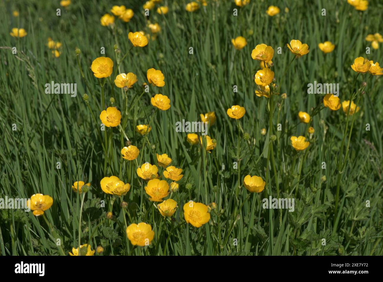 Carpet of bright yellow flowers of creeping buttercup (Ranunculus ...