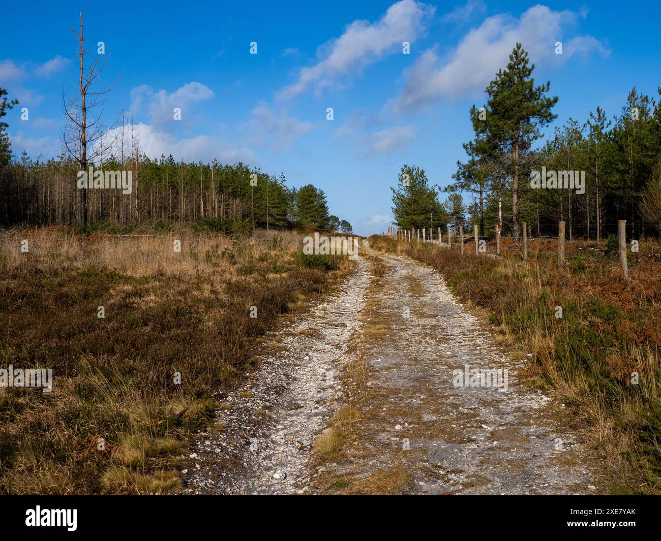 Woolsbarrow walking trail, Wareham forest, Dorset, UK Stock Photo - Alamy
