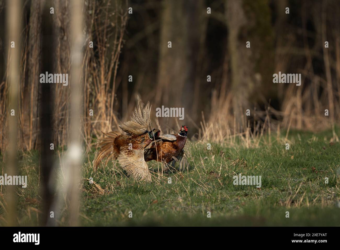 Common pheasant during spring mating. Male of pheasant on the meadow Stock Photo - Alamy