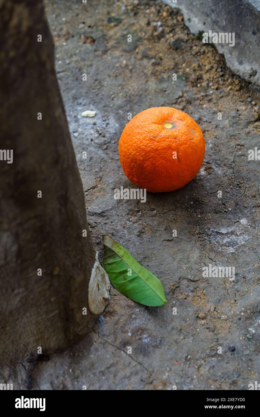 Gravel at base of tree hi-res stock photography and images - Alamy