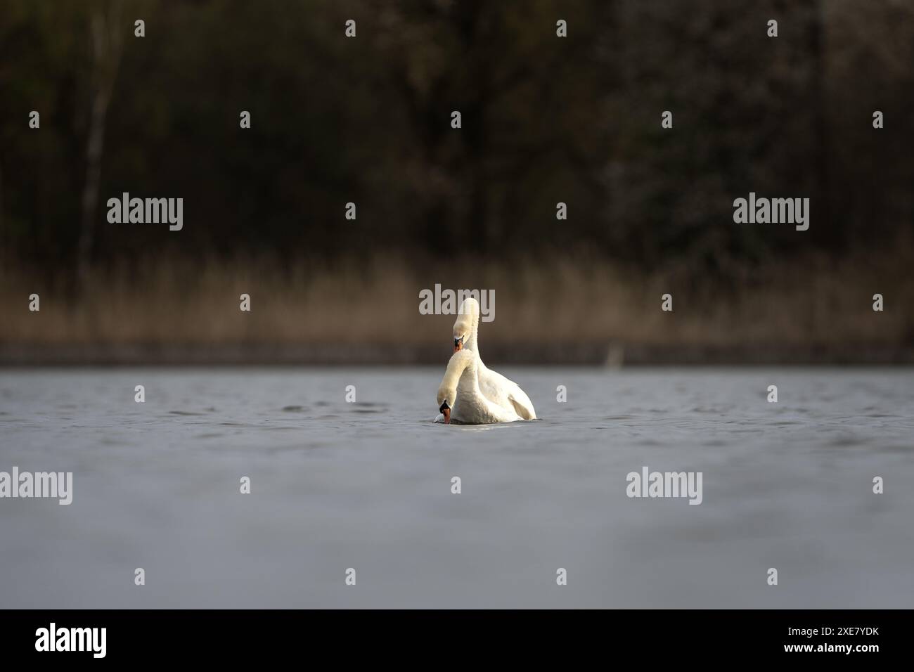 Mute swans on the lake. Swan mating on the pond's surface. White bird ...