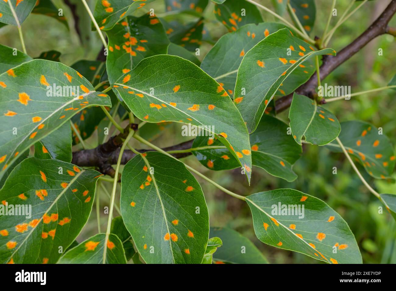 Pear leaves with pear rust infestation Stock Photo - Alamy