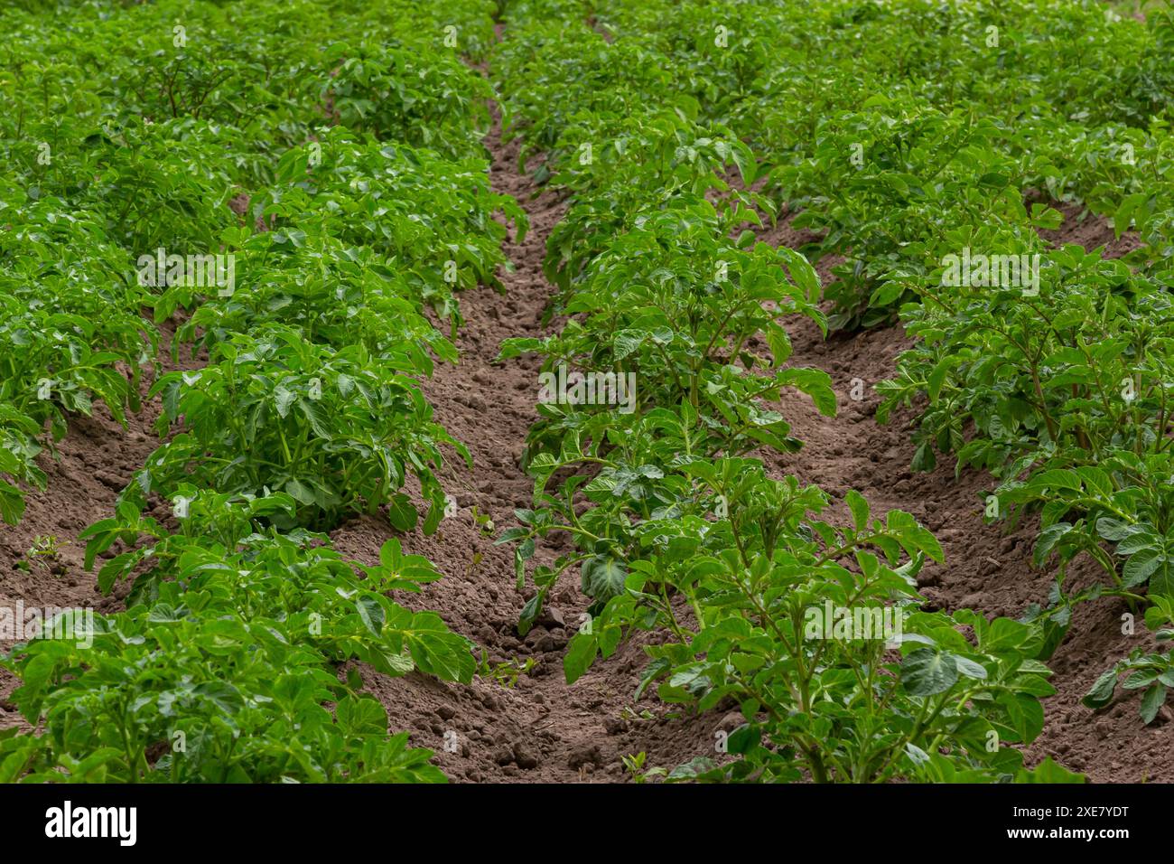 Green cultivated potato field hi-res stock photography and images - Alamy