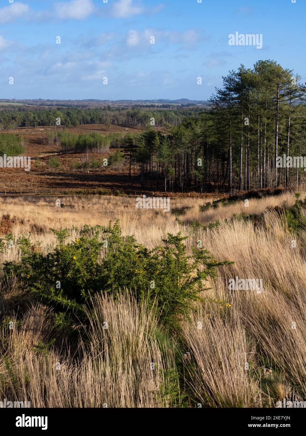 Dorset grass hi-res stock photography and images - Alamy