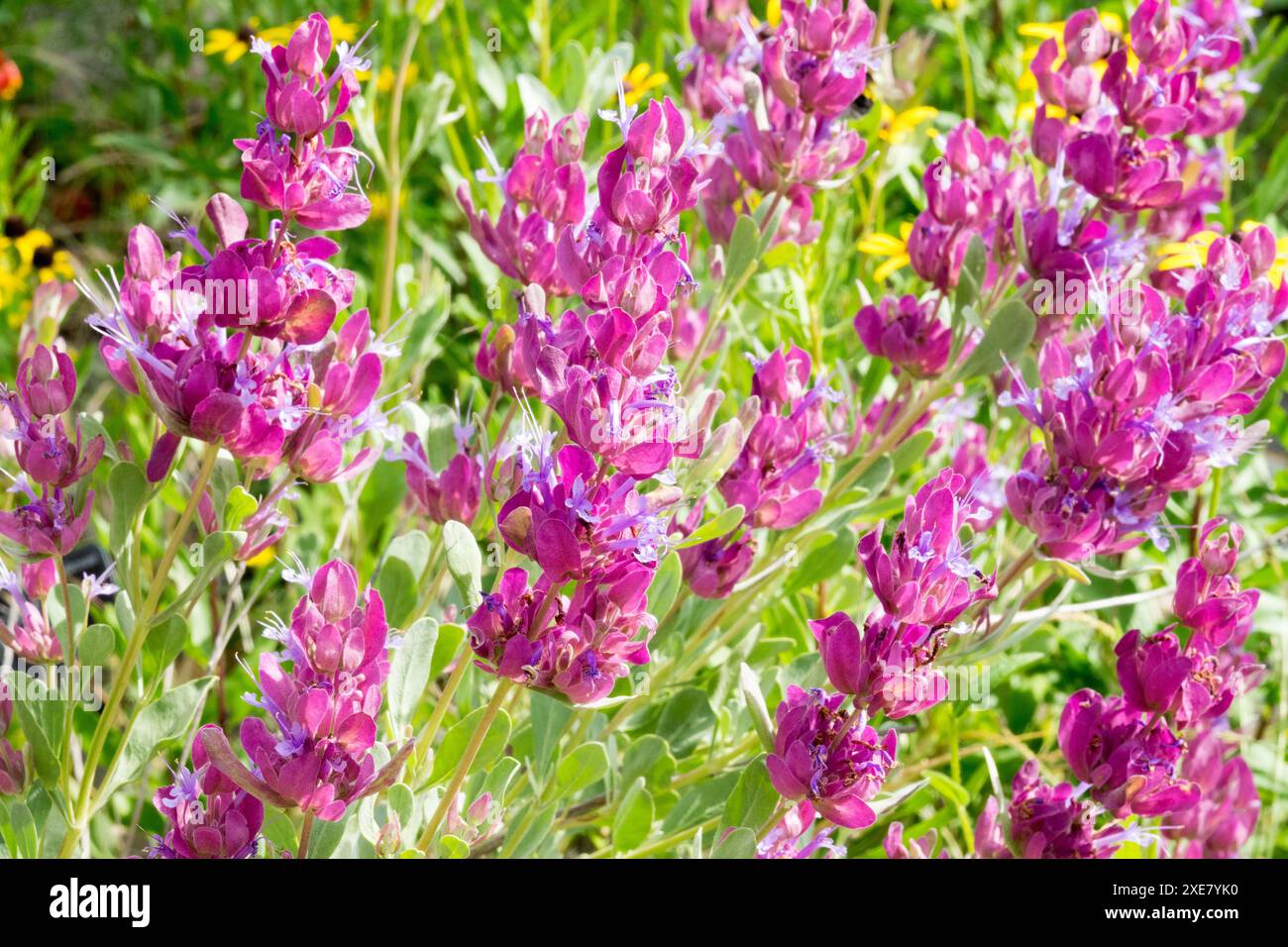 Flowers Giant Purple Sage Salvia pachyphylla "Blue Flame" blooming ...