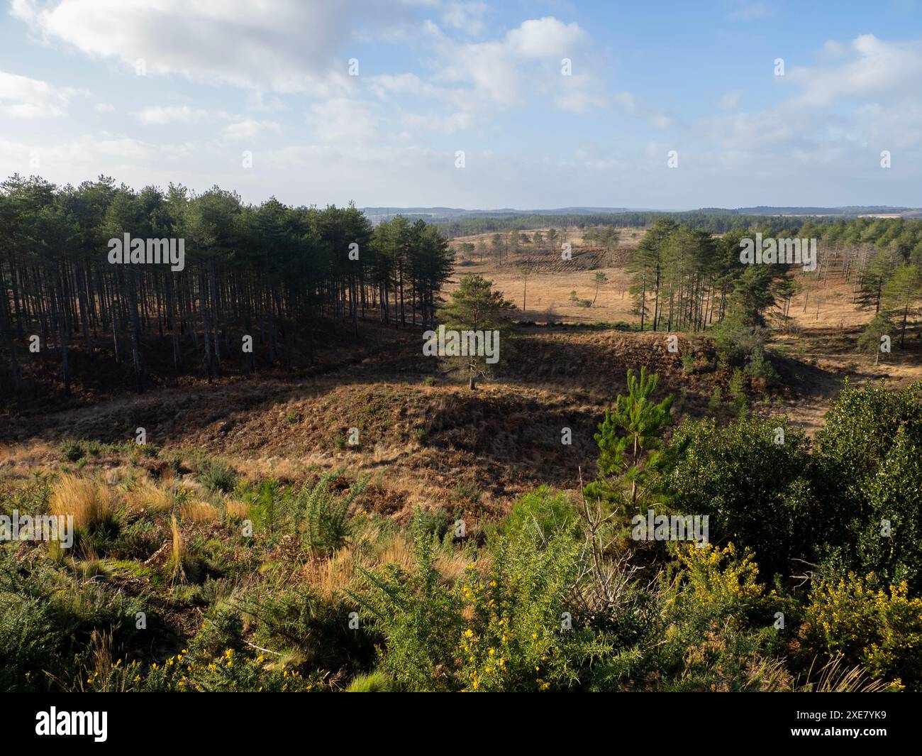 Winter heath hi-res stock photography and images - Alamy
