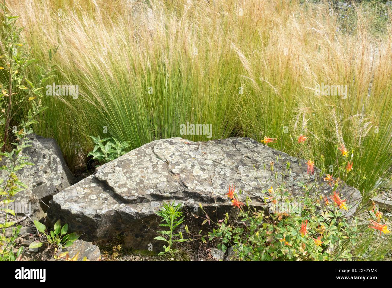 Stone in garden Ponytail Grass, Stipa tenuissima Pony Tails Stock Photo ...