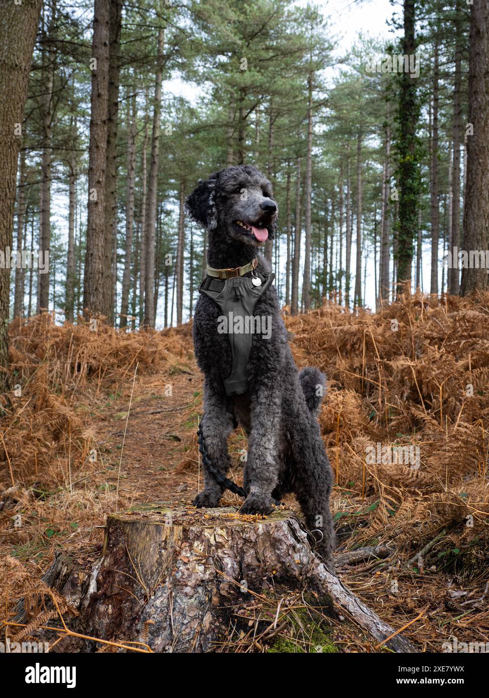Adolescent blue Standard Poodle on a tree stump, Wareham Forest, Dorset ...