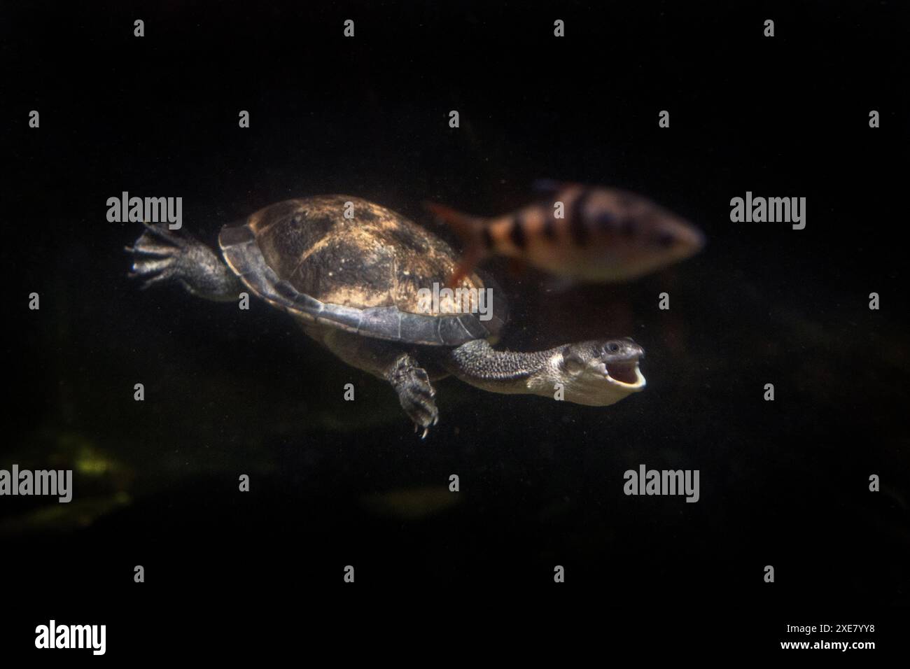 Roti Island snake necked turtle in Prague zoo. Chelodina mccordi is diving in the aquarium ...