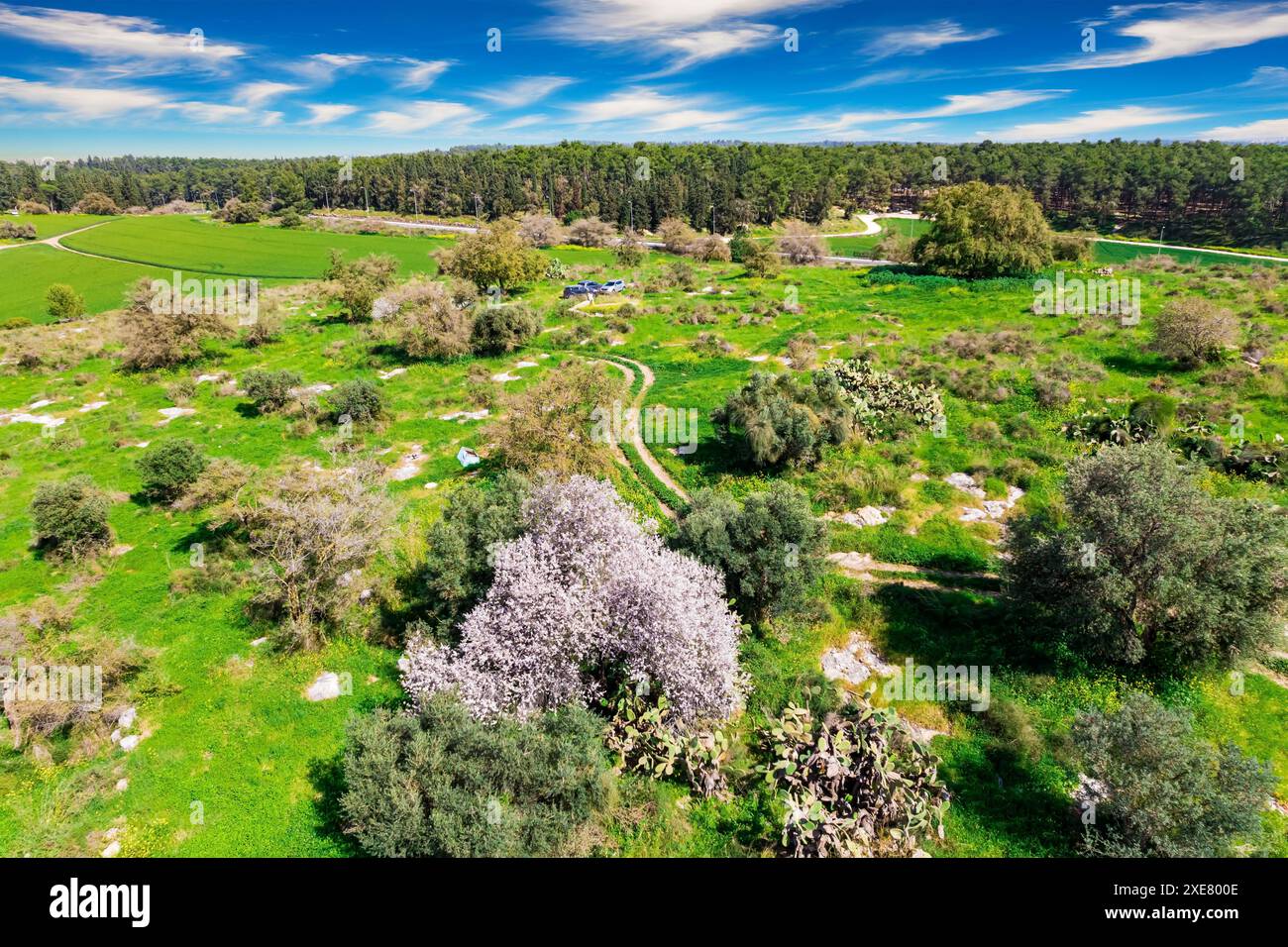 Adorable spring almond tree with pink flowers. The picture was taken ...