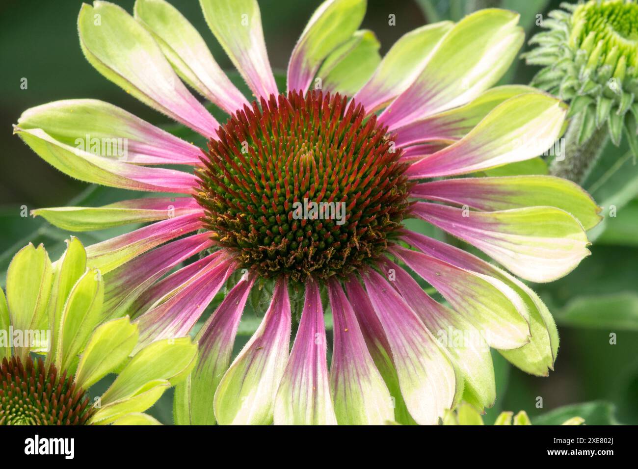 Echinacea "Green Twister" Flower Stock Photo - Alamy