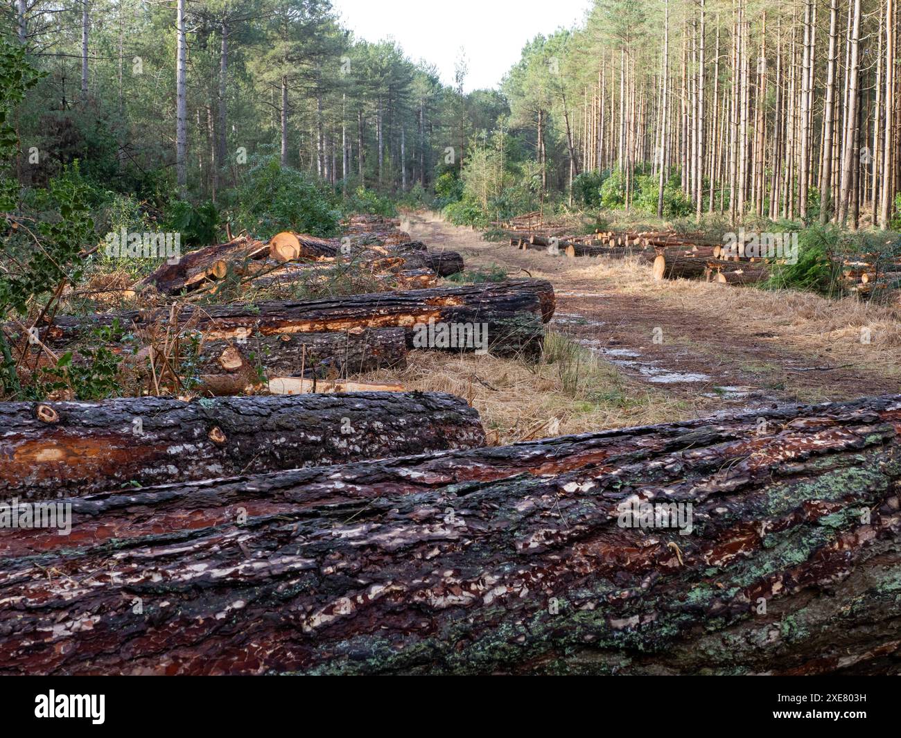 Path edge tree logs hi-res stock photography and images - Alamy