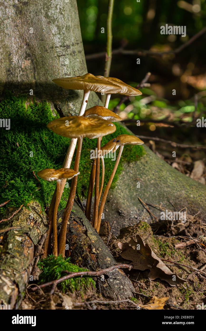 Deep root mushroom hymenopellis radicata hi-res stock photography and ...