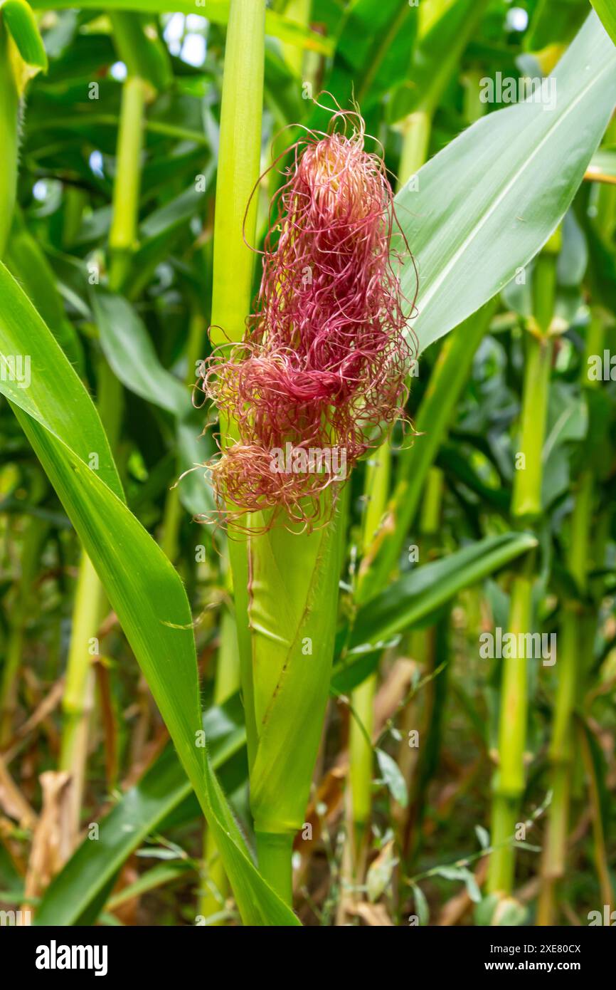 corn cob on a field in summer Stock Photo - Alamy