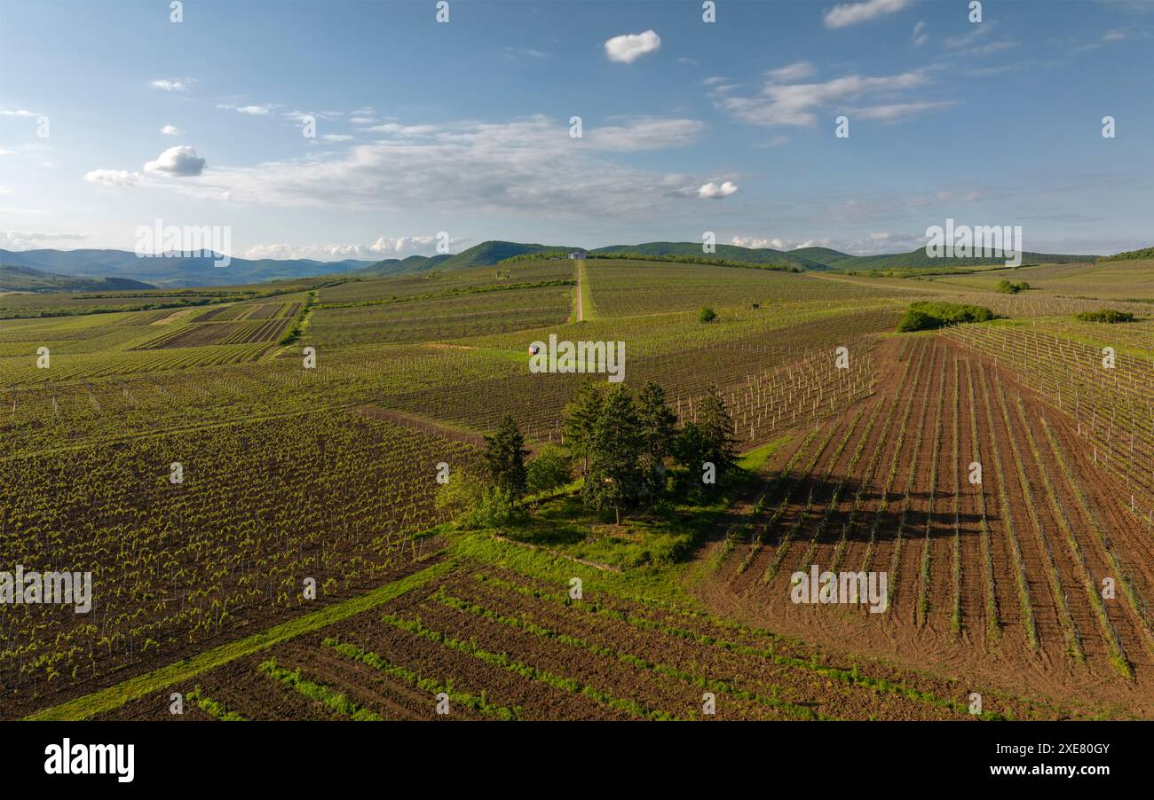 Rows of grape vines hi-res stock photography and images - Alamy