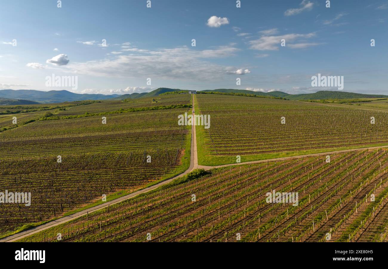 Spectacular aerial view of rows of grapes in Tokaj area, Hungary and ...