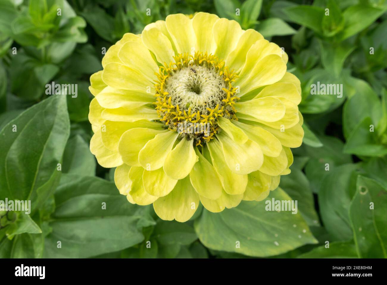 Zinnia "Envy" flower Stock Photo - Alamy