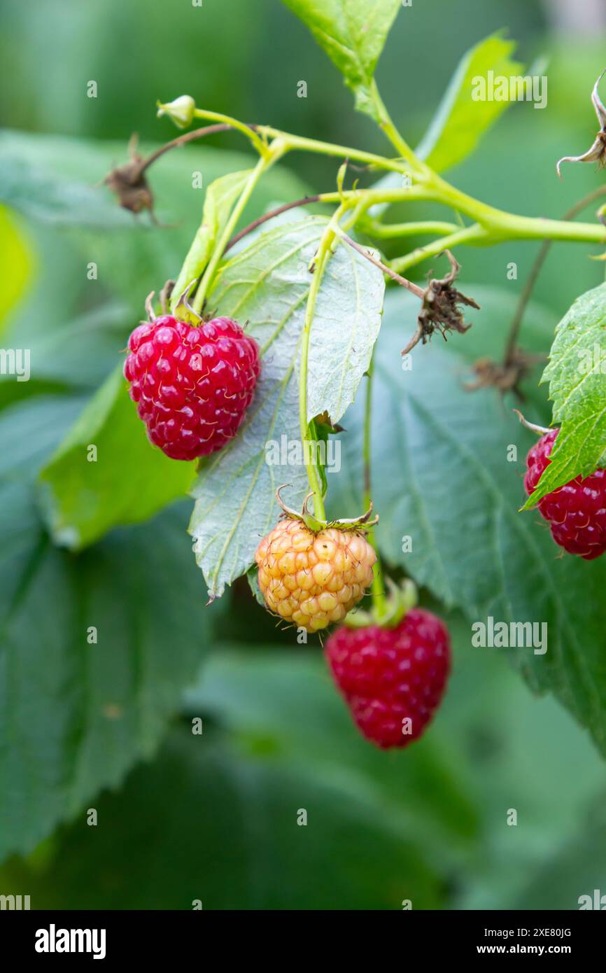 Ripe raspberries leaf in hi-res stock photography and images - Alamy
