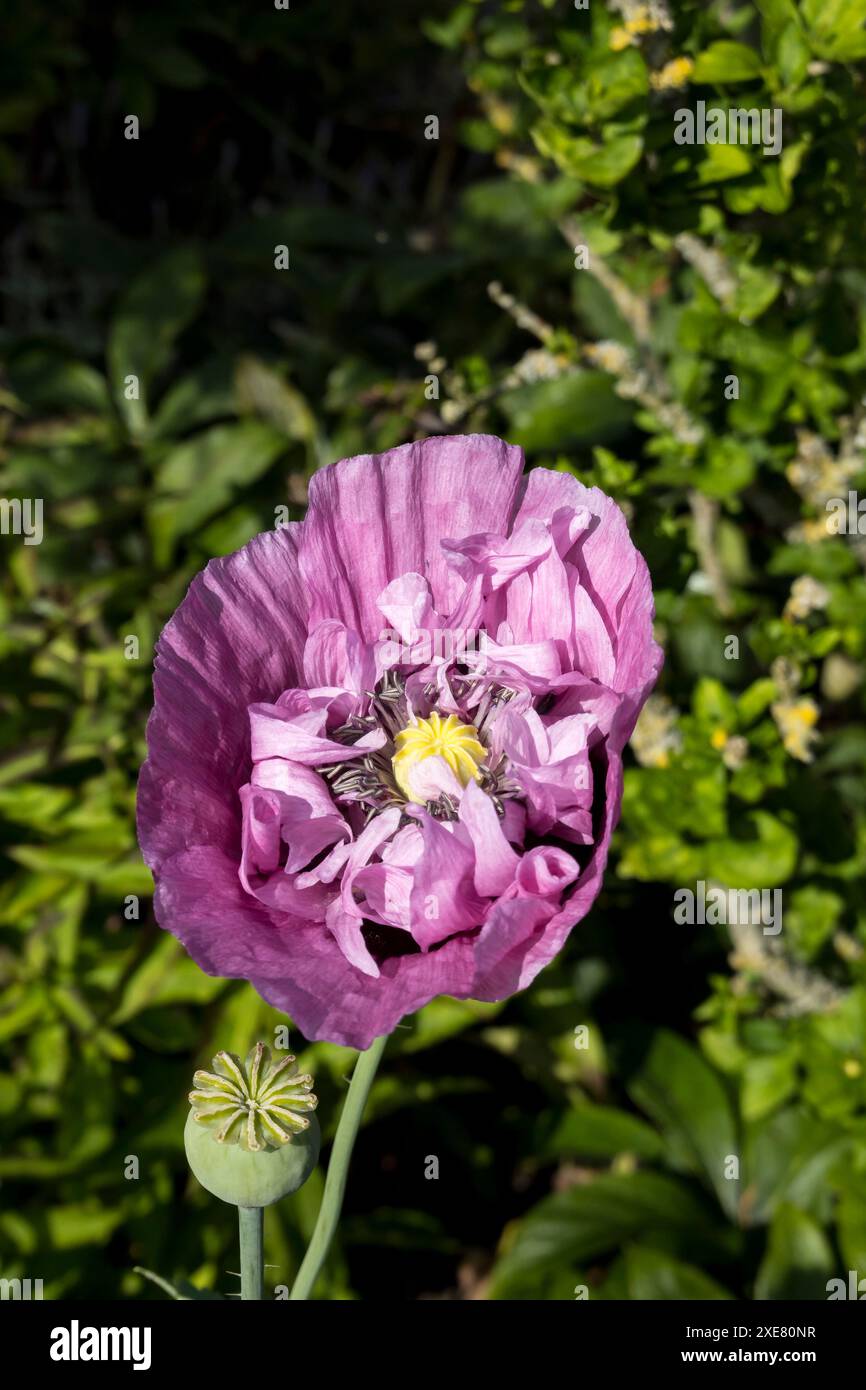 Double somniferum hi-res stock photography and images - Alamy