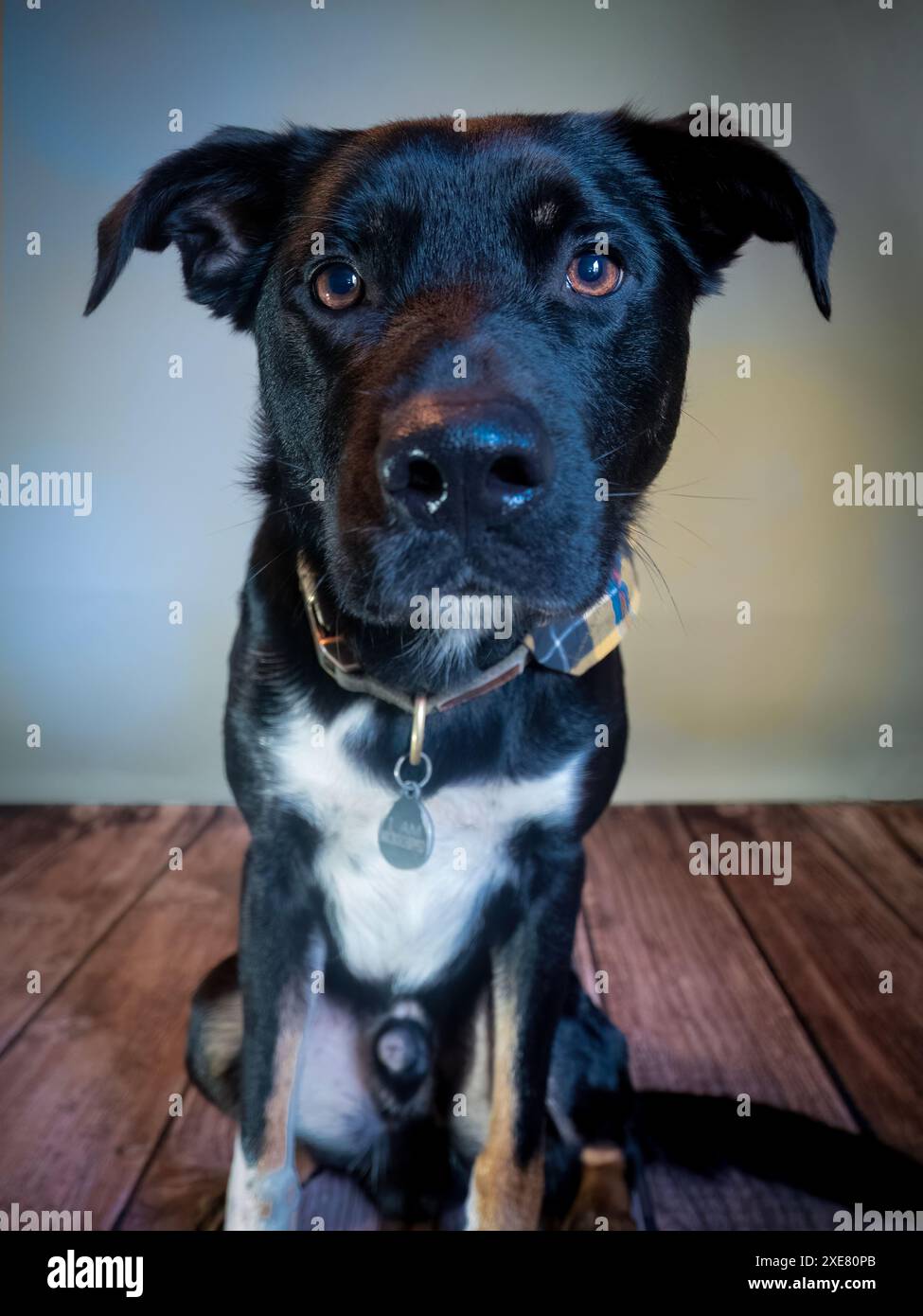 Dog looking at camera Stock Photo - Alamy