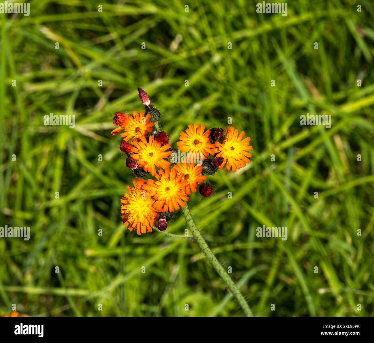 Buds and open flowers hi-res stock photography and images - Alamy