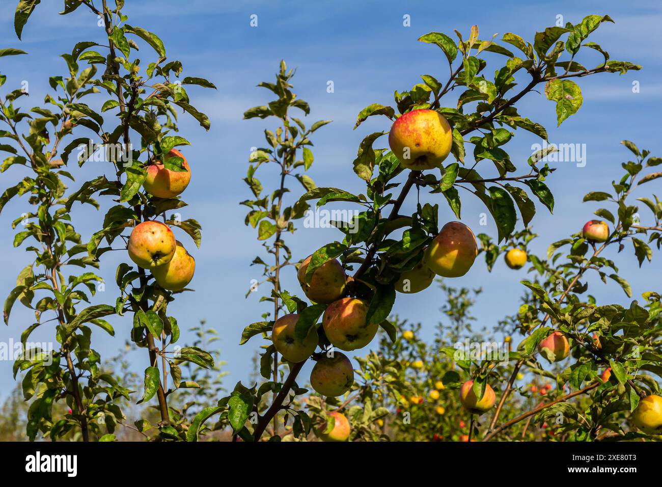 Autumn day. Rural garden. In the frame ripe red apples on a tree. It's ...