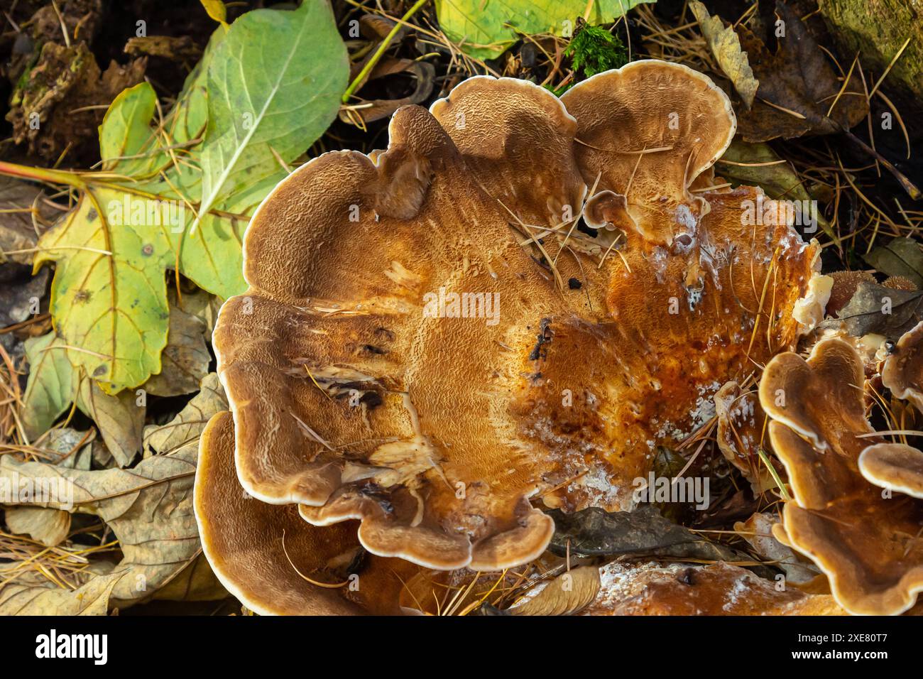 Natural closeup on the Giant Polypore fungus, Meripilus giganteus in ...