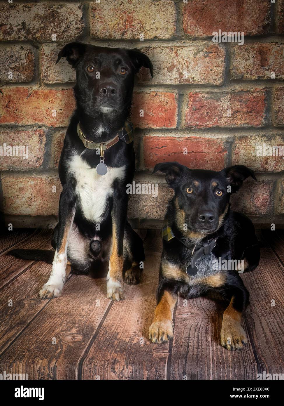 Studio portrait of two dogs Stock Photo - Alamy