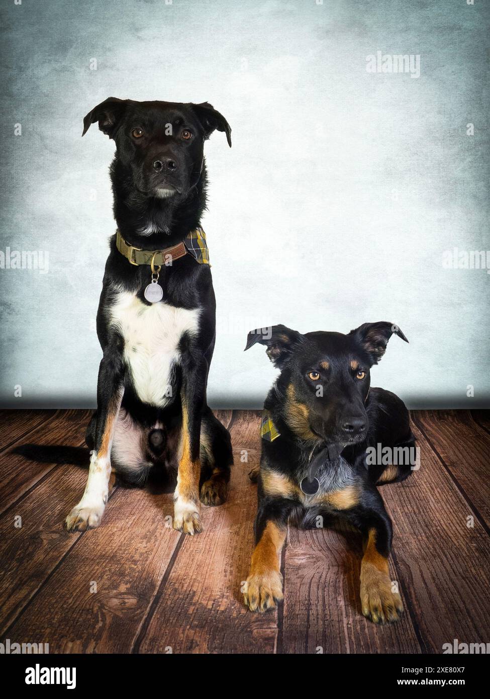 Two 2 dogs hi-res stock photography and images - Alamy