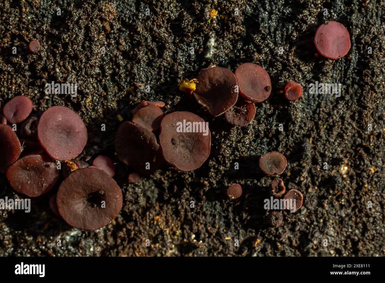 group much fungus on trunk Ascocoryne sarcoides Stock Photo - Alamy