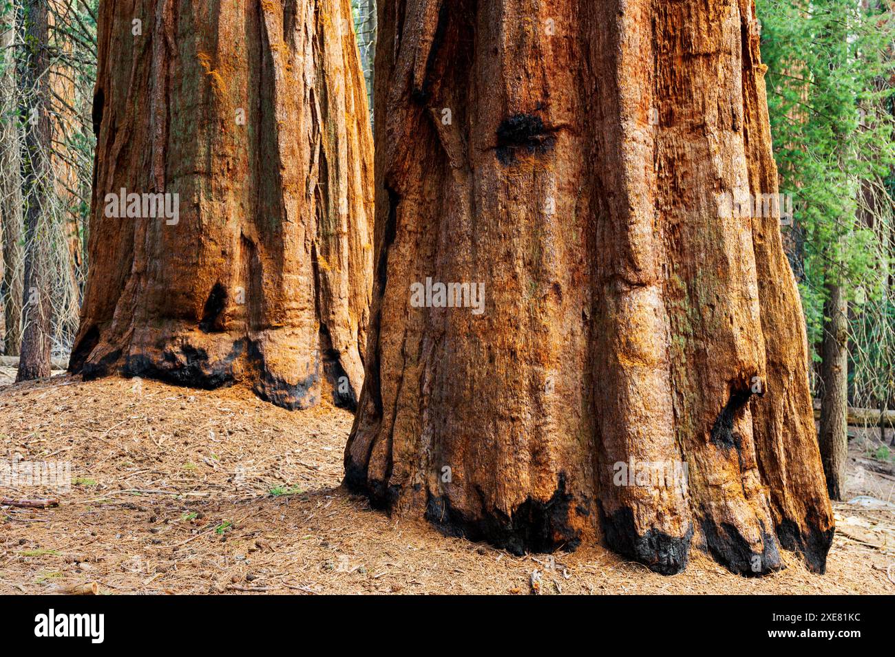 Giant Sequoia trees; Sequoia National Park; California; USA Stock Photo - Alamy