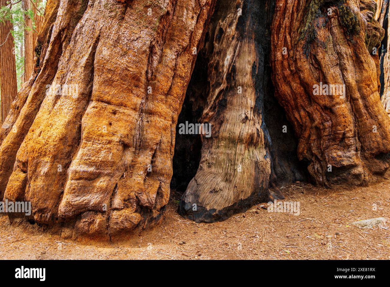 Sequoia view hi-res stock photography and images - Alamy