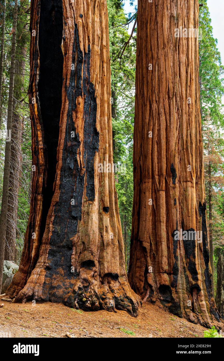Giant Sequoia trees; Sequoia National Park; California; USA Stock Photo ...