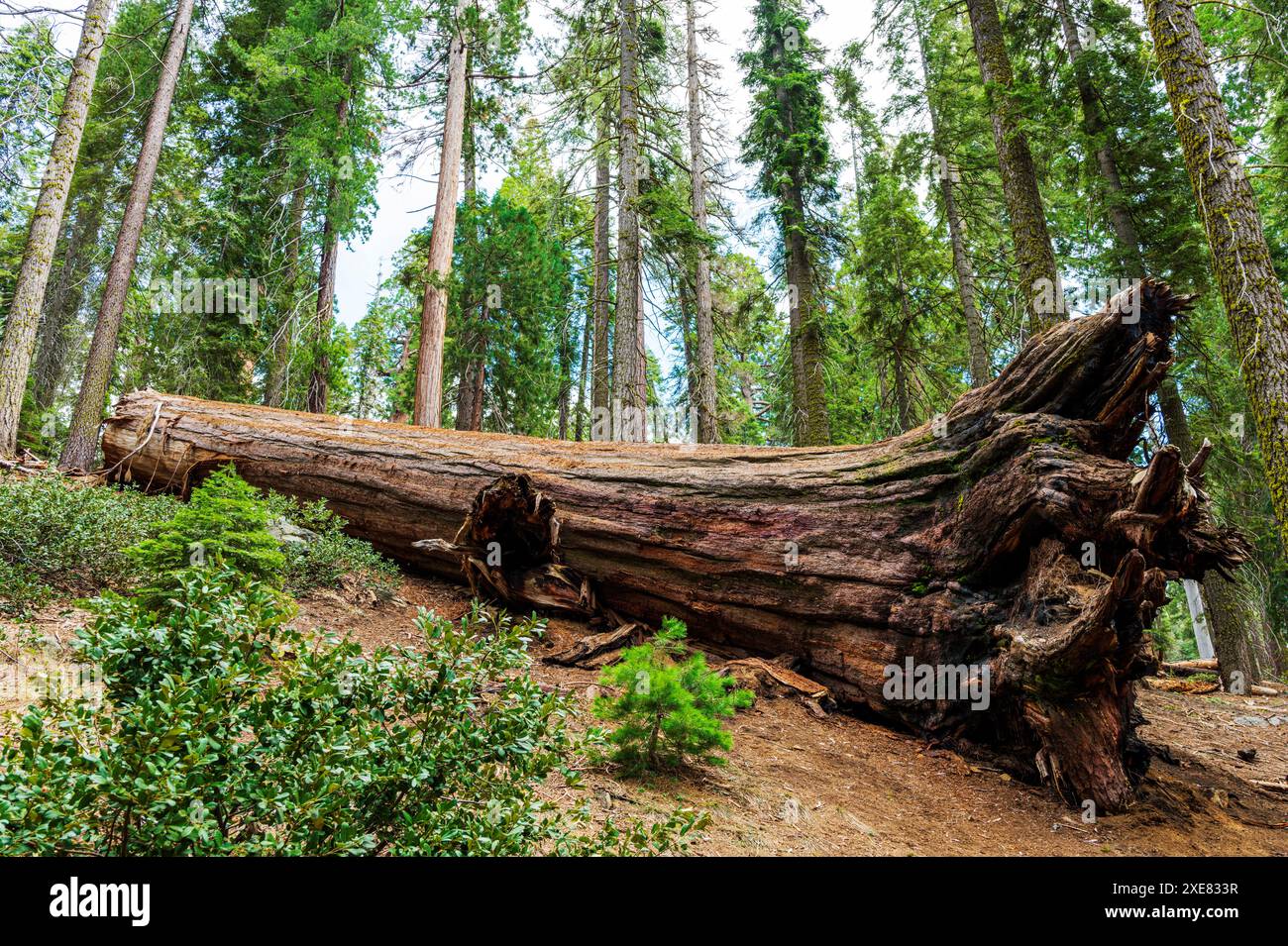 California native land of the dead hi-res stock photography and images ...