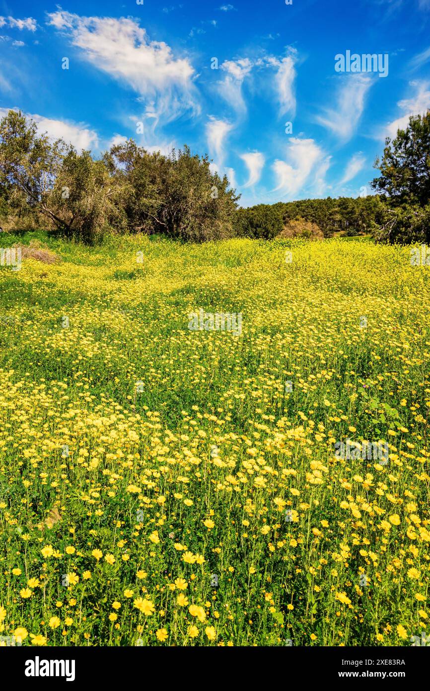 Colza grass hi-res stock photography and images - Alamy
