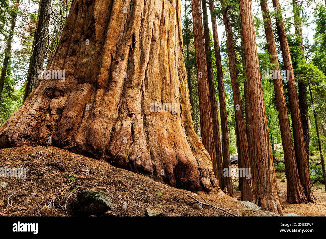Giant Sequoia trees; Sequoia National Park; California; USA Stock Photo - Alamy