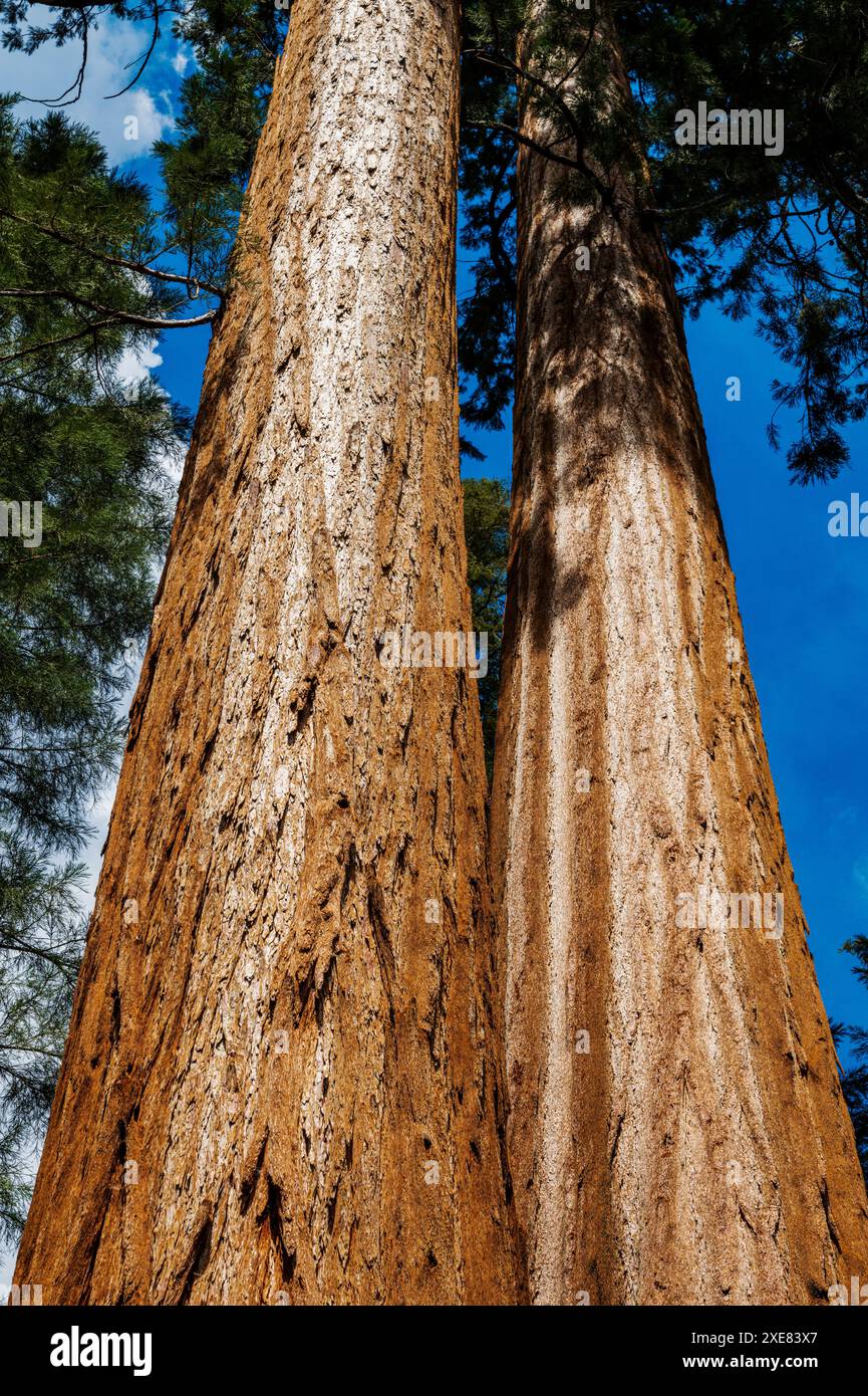 Giant Sequoia trees; Sequoia National Park; California; USA Stock Photo ...