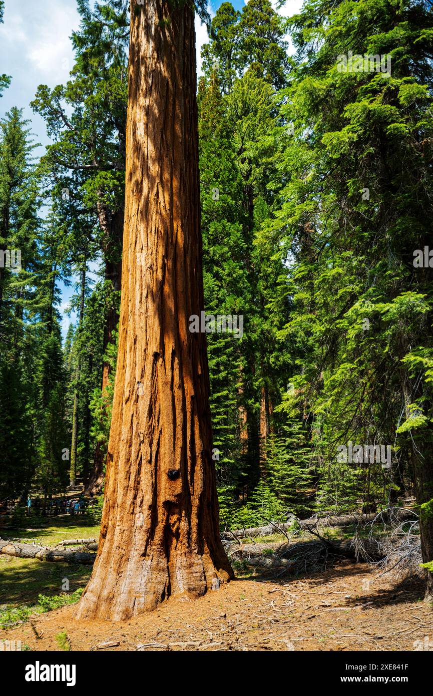 Giant Sequoia tree; Sequoia National Park; California; USA Stock Photo ...