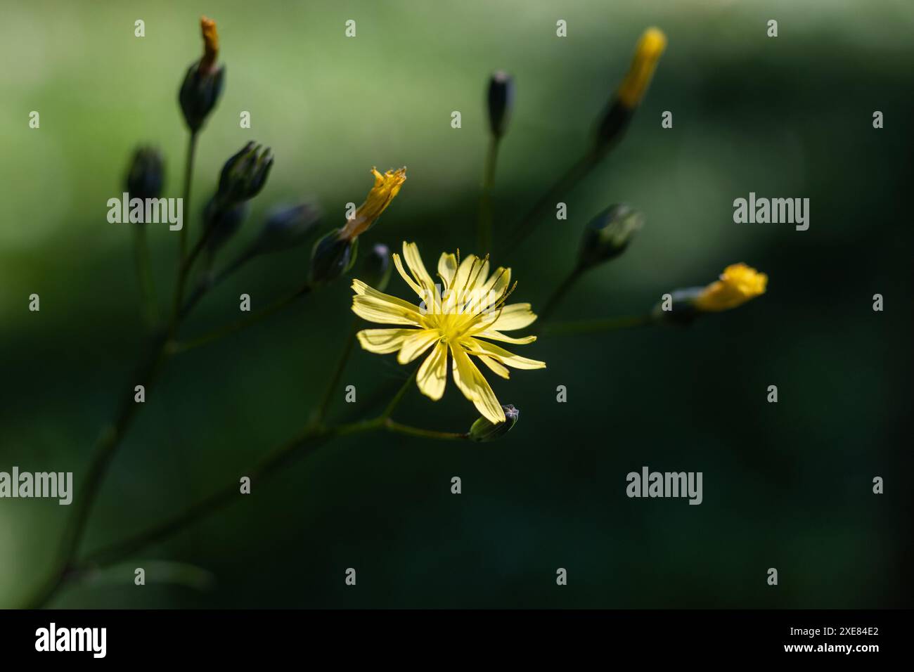 The delicate yellow flowers of Lapsana communis also known as Common ...
