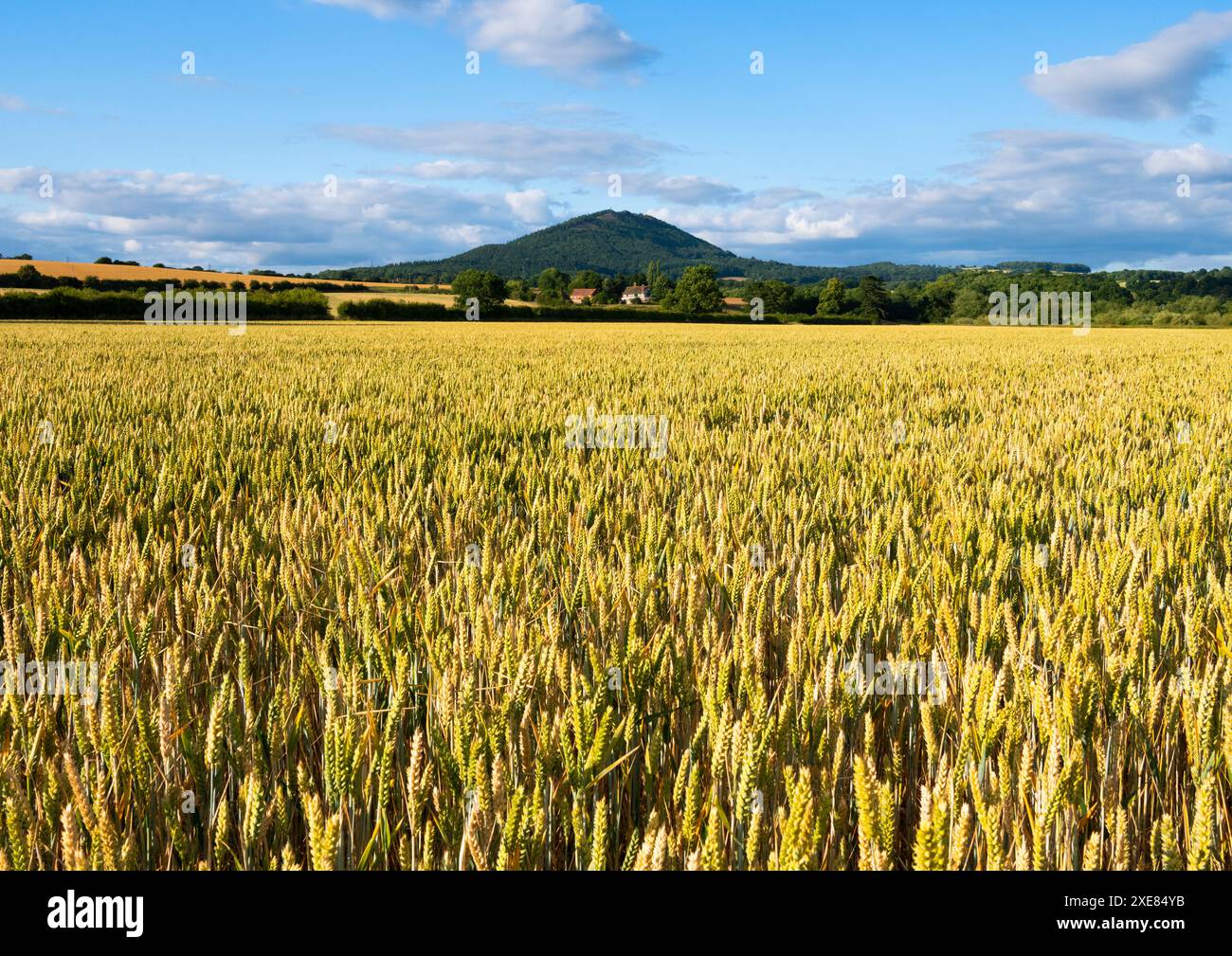 The Wrekin beyond a field of wheat, near Cressage, Shropshire Stock ...
