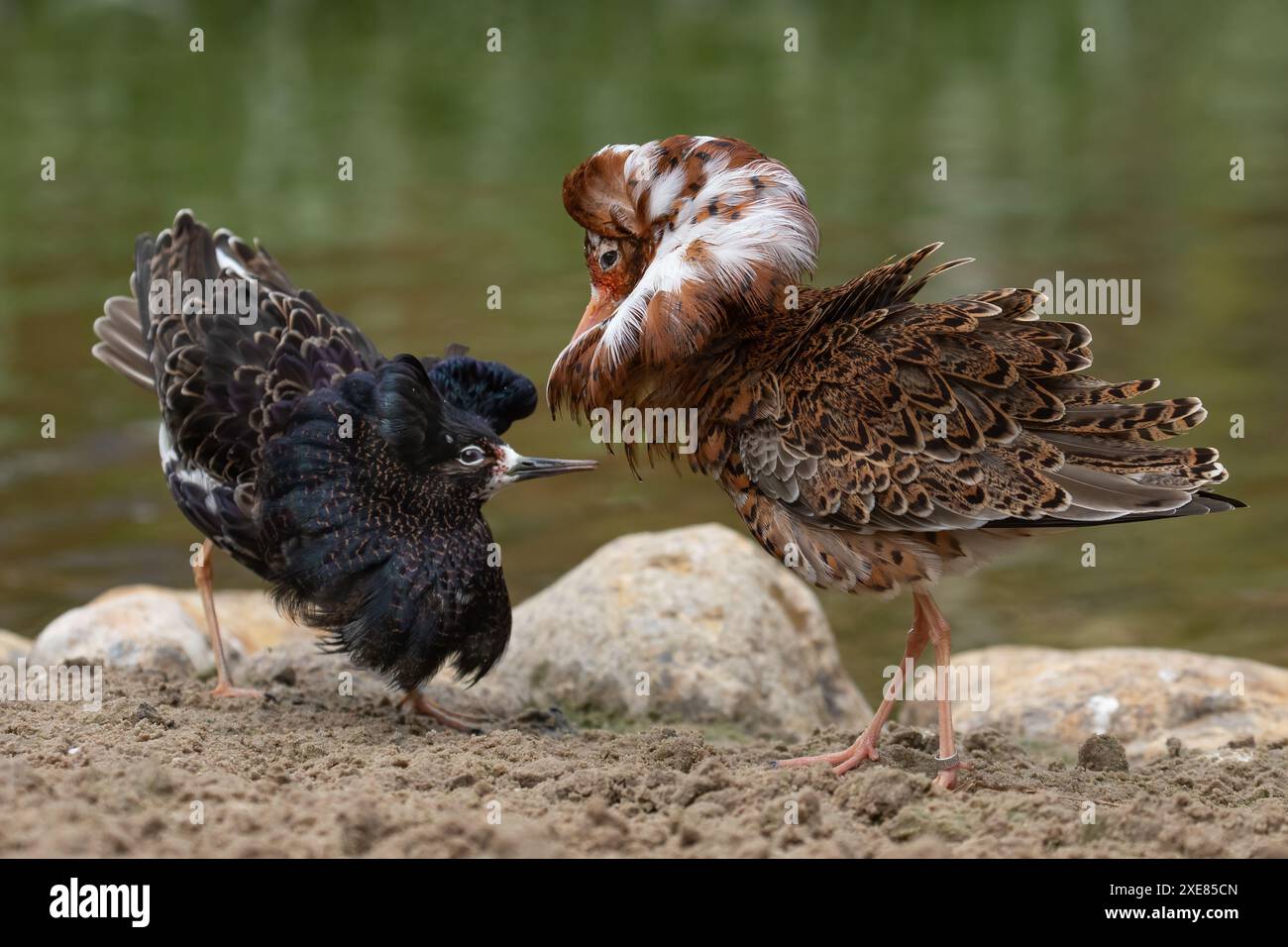 Lekking bird hi-res stock photography and images - Alamy