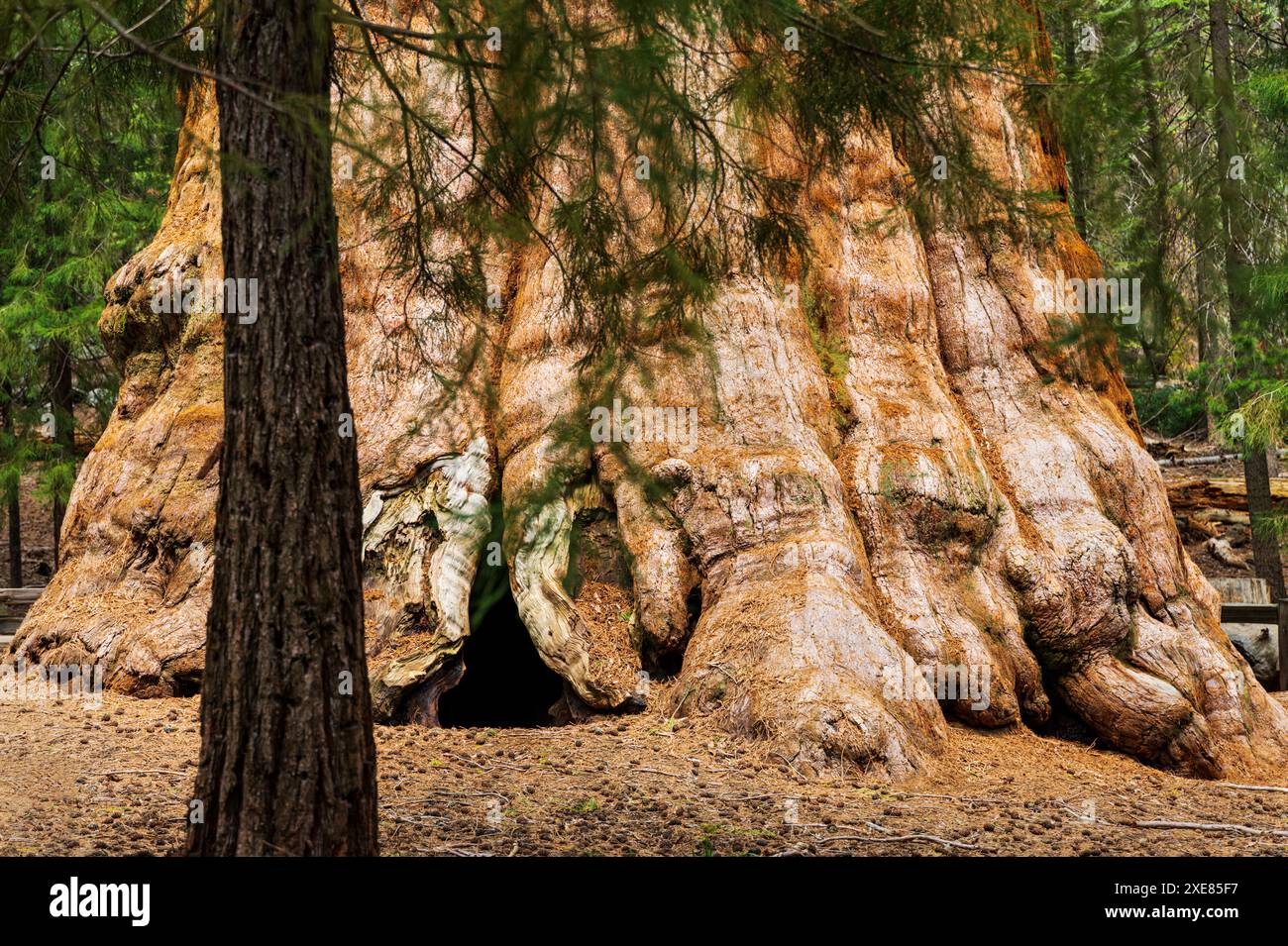 General Sherman Tree Sequoia National Park California Usa Stock